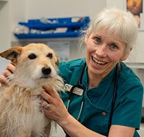Petplan - Vet website